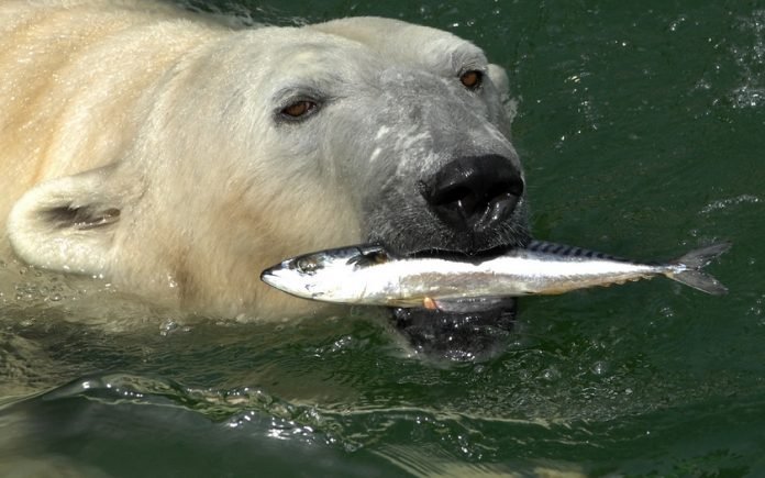 Do Polar Bears Eat Fish - Why do polar bears eat fish - Zooologist