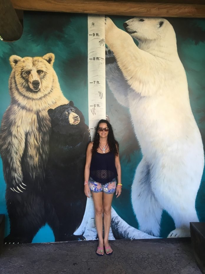 How Big is a Polar Bear - Polar Bear Size - Zooologist