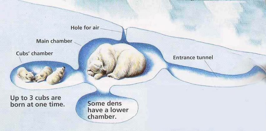 Polar Bear Life Cycle - Birth to Death, Stages, Facts, Diagram, Worksheet