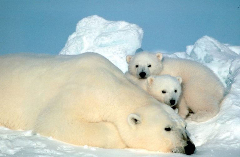 Polar Bear Life Cycle - Birth to Death, Stages, Facts, Diagram, Worksheet