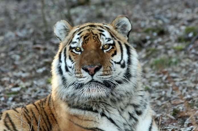 How Much Does a Tiger Weigh - Tiger Weight - Zooologist