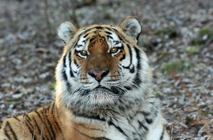 How Much Does a Tiger Weigh - Tiger Weight - Zooologist