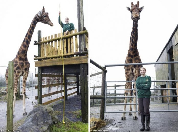 How Tall is a Giraffe - Giraffe Height - Zooologist