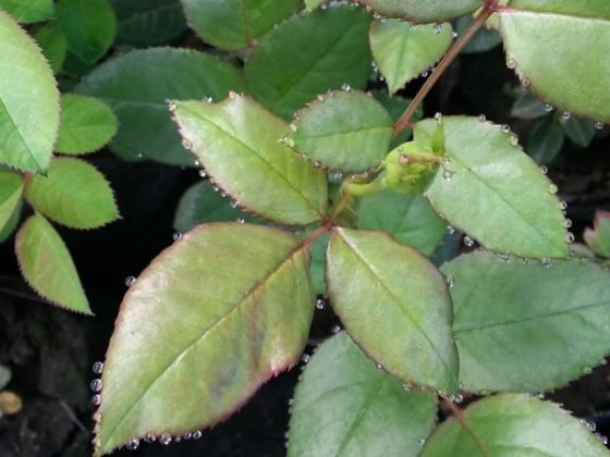 What Do Stick Insects Eat - Stick Insects Diet - Zooologist