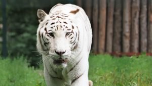 How Much Does A Bengal Tiger Weigh - Bengal Tiger Weight - Zooologist