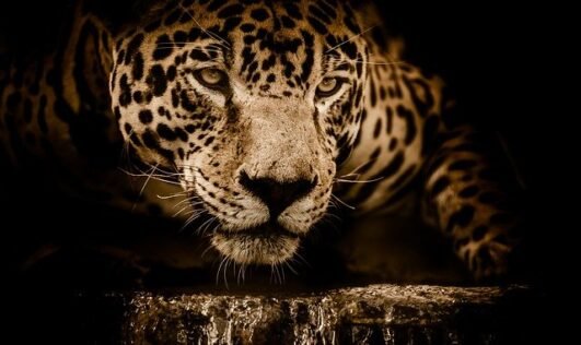 How Strong Is A Jaguar - Jaguar Strength - Zooologist