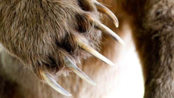 How Strong Is A Grizzly Bear - Grizzly Bear Strength - Zooologist