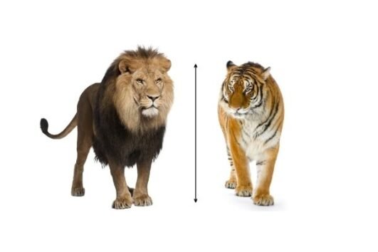 Tiger vs Lion Who Would Win - Zooologist