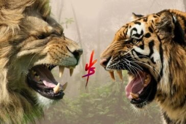 Tiger vs Lion Who Would Win - Zooologist