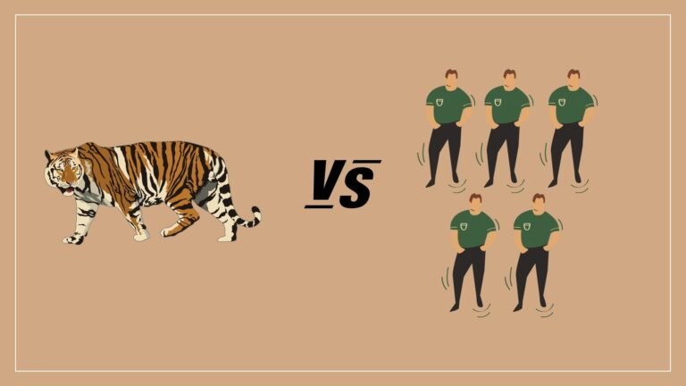 How Strong is a Tiger - Tiger Strength - Why is Tiger So Strong ...