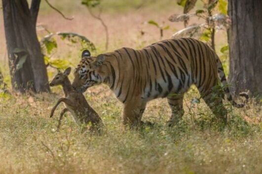 How Strong is a Tiger - Tiger Strength - Why is Tiger So Strong ...