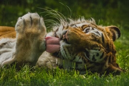 How Strong is a Tiger - Tiger Strength - Why is Tiger So Strong ...