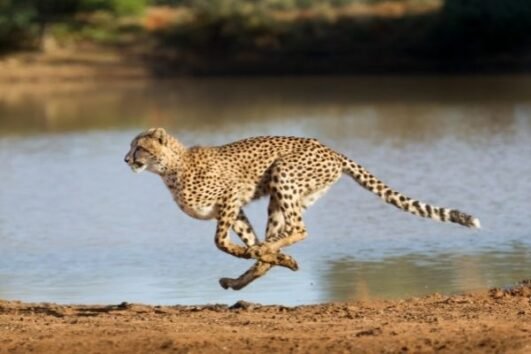 Top 16 Fastest Animals in the World - Zooologist