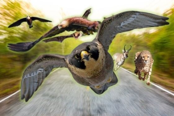 Top 16 Fastest Animals in the World - Zooologist