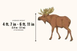 How Tall Is A Moose - How Big Is A Moose - Zooologist