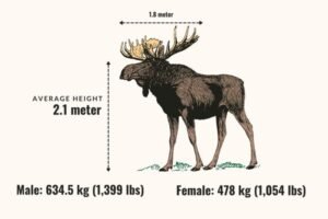 How Tall Is A Moose - How Big Is A Moose - Zooologist
