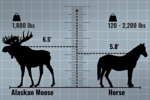 How Tall Is A Moose - How Big Is A Moose - Zooologist