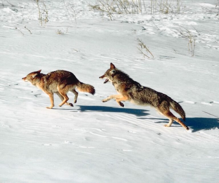 How Fast Can A Coyote Run - Coyote Top Speed - Zooologist