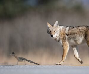 How Fast Can A Coyote Run - Coyote Top Speed - Zooologist