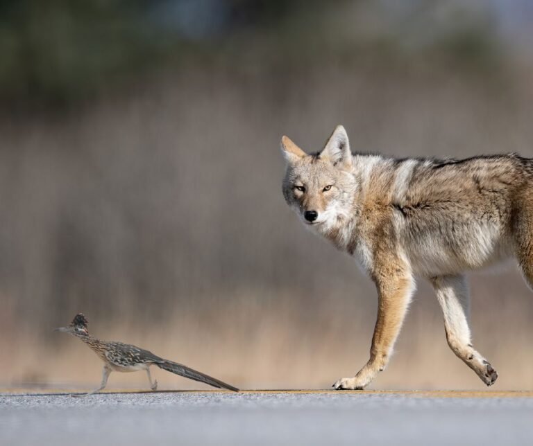 How Fast Can A Coyote Run - Coyote Top Speed - Zooologist