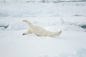 Do Polar Bears Hibernate - Polar Bear Hibernation - Zooologist