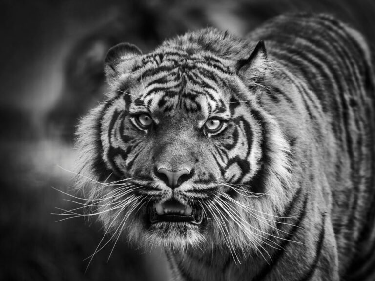 Adaptations Of A Tiger - Behavioral, Structural & Physiological ...