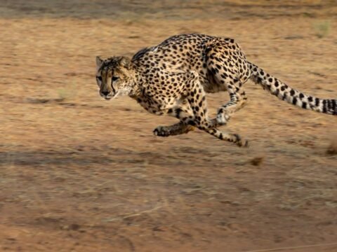 Adaptations of a Cheetah - Behavioral, Physical, Structural ...