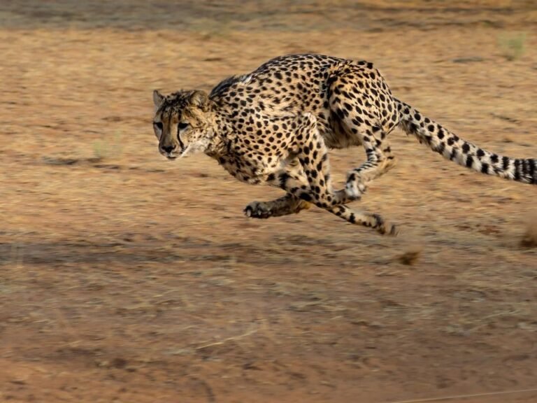 Adaptations of a Cheetah - Behavioral, Physical, Structural ...