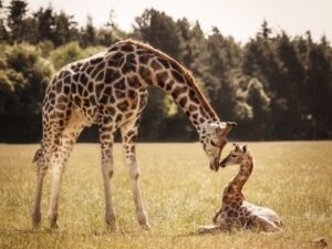 Adaptations Of A Giraffe - Behavioral, Structural & Physiological ...