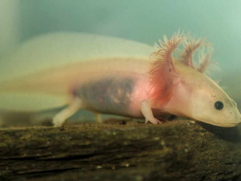 Why Are Axolotls Endangered & Why Are Axolotls Important? - Zooologist