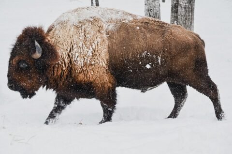How much does a Bison weigh - How heavy is a Bison - Zooologist