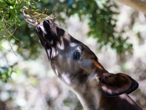 What Is An Okapi - Zooologist