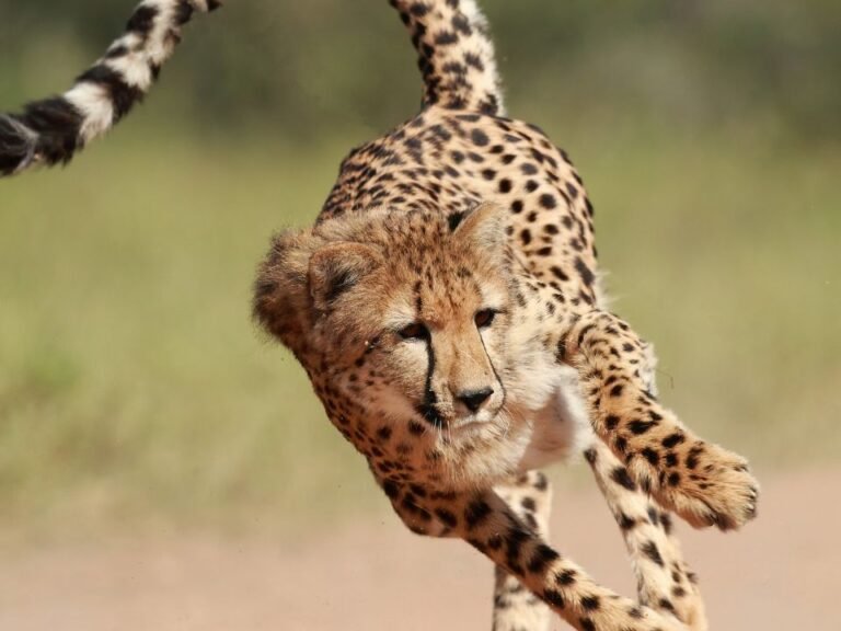 Adaptations of a Cheetah - Behavioral, Physical, Structural ...