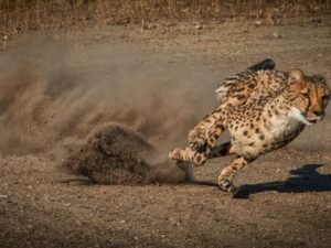 Adaptations of a Cheetah - Behavioral, Physical, Structural ...