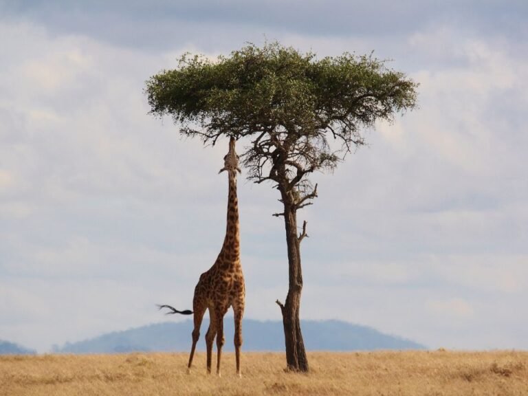 Adaptations Of A Giraffe - Behavioral, Structural & Physiological ...