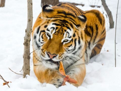 What Do Siberian Tigers Eat - Siberian Tigers Diet - Zooologist