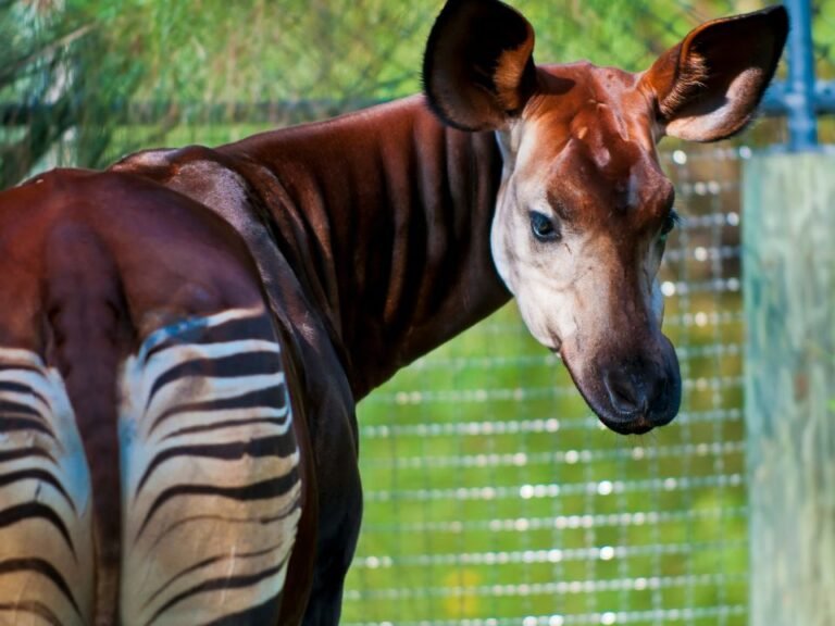 What Is An Okapi - Zooologist