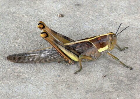 How Long Do Grasshoppers Live - Grasshoppers Lifespan - Zooologist