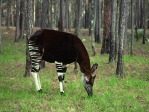 What Is An Okapi - Zooologist