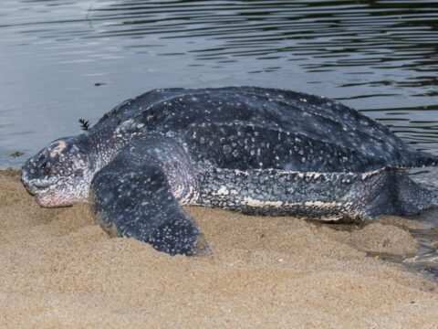 Why is Leatherback Sea Turtle Endangered? - Zooologist