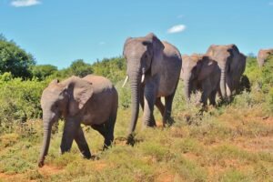 How Fast Can an Elephant Run? - Zooologist