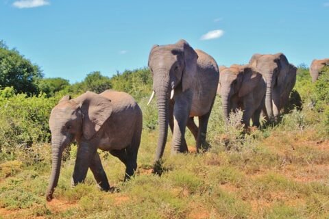 How Fast Can an Elephant Run? - Zooologist