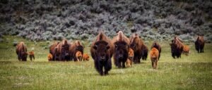 How much does a Bison weigh - How heavy is a Bison - Zooologist