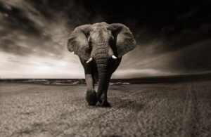 How Fast Can an Elephant Run? - Zooologist