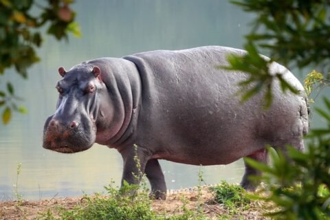 Truth About How Fast Can A Hippo Run: Fact from Fiction