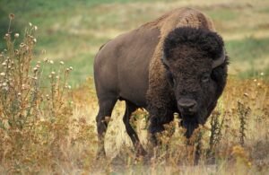 How much does a Bison weigh - How heavy is a Bison - Zooologist