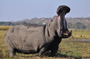 Truth About How Fast Can A Hippo Run: Fact from Fiction