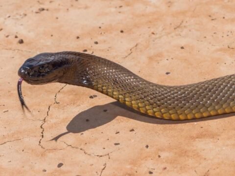 What is the most Venomous Snake in World? - Zooologist