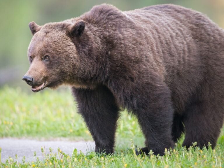 How much does grizzly bear weigh - Grizzly Bear Weight - Zooologist