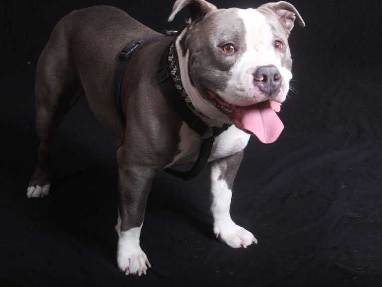 Bite force of pit bull - How much bite force does a pitbull have ...